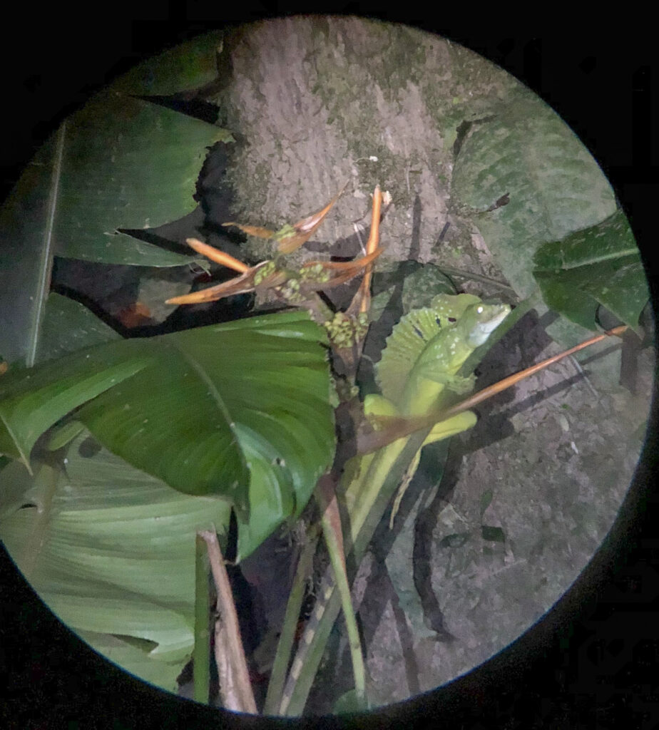 Biodiversity - Tropical Ecology