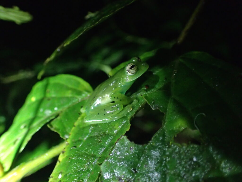 Biodiversity - Tropical Ecology